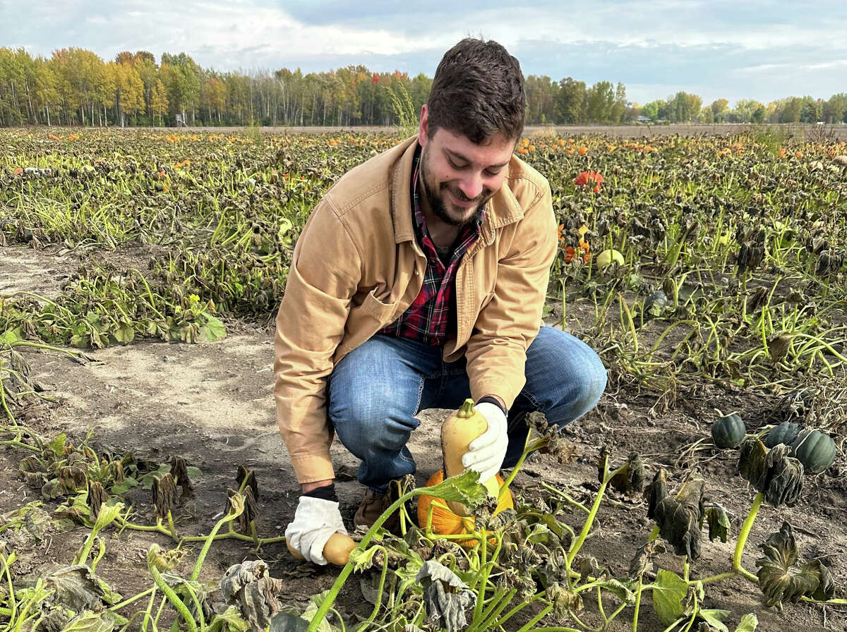 On the job: Max Milne picks pumpkins at Maxwell’s Pumpkin Farm
