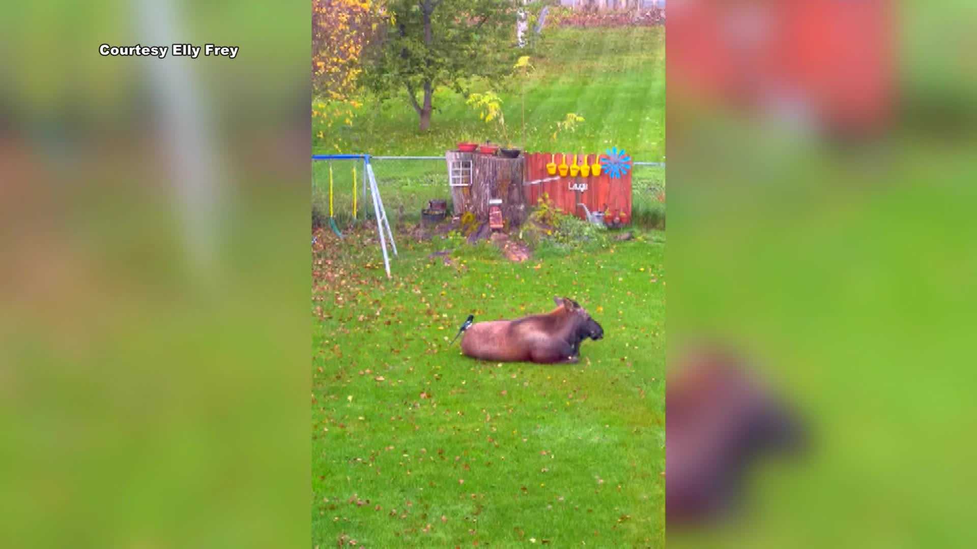 Woman in Alaska captures video of a 'naughty' magpie taunting and ...