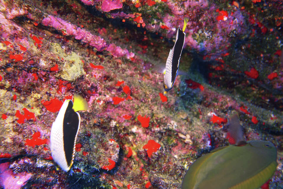 Niihau is Hawaii's most enigmatic island. I went there on a dive trip.