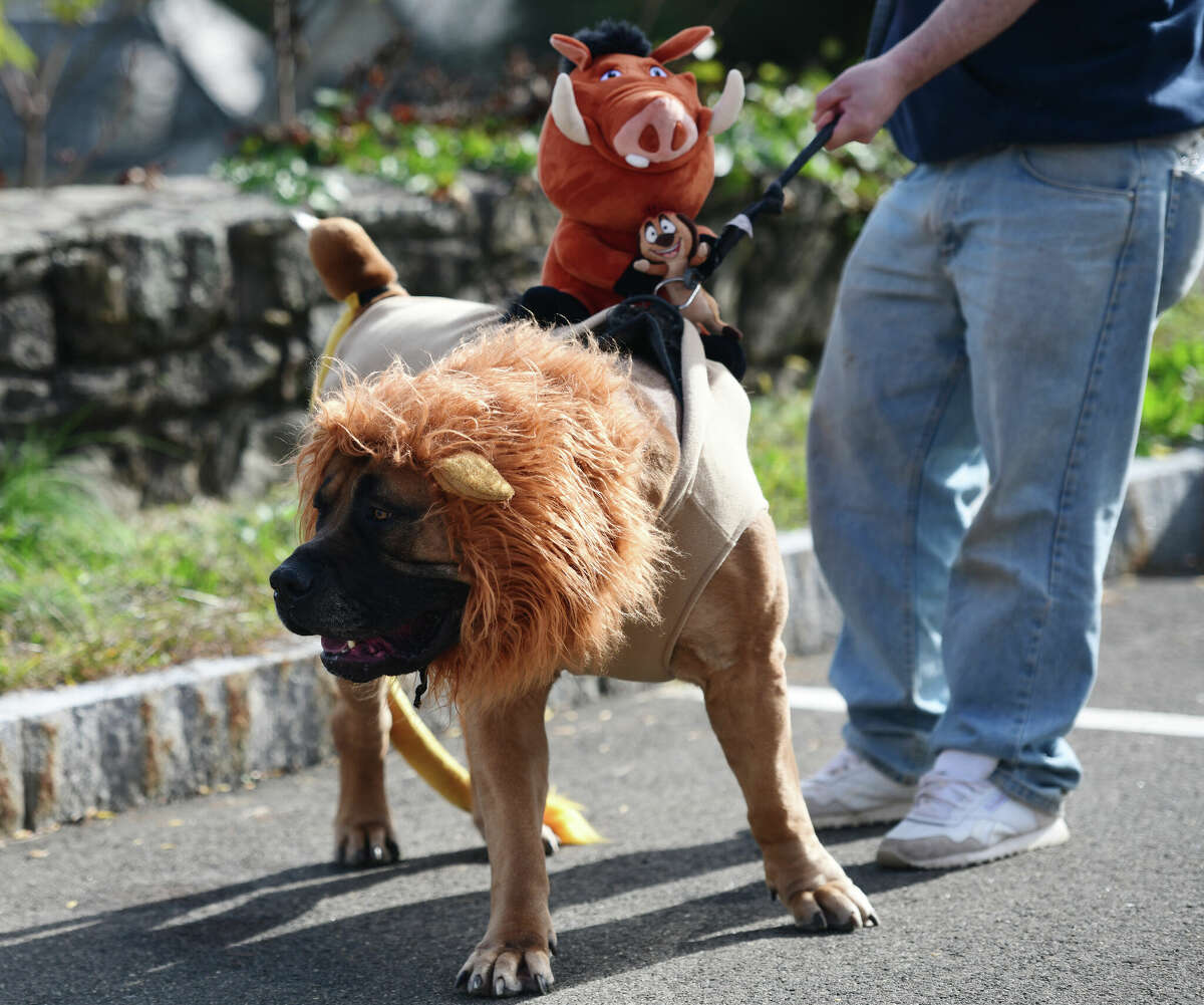'Howl & Prowl' Halloween costume event for pets at Greenwich Town Hall