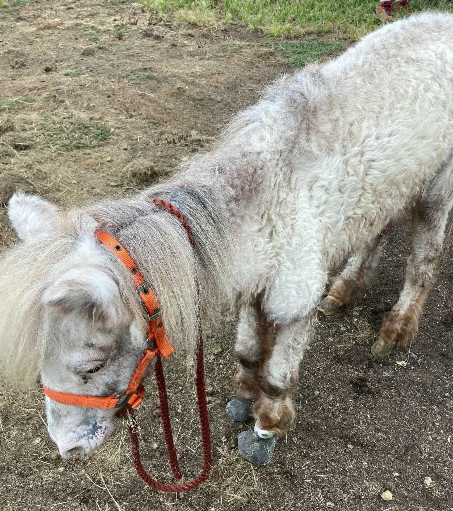 4 mini horses rescued by Houston SPCA from Austin County