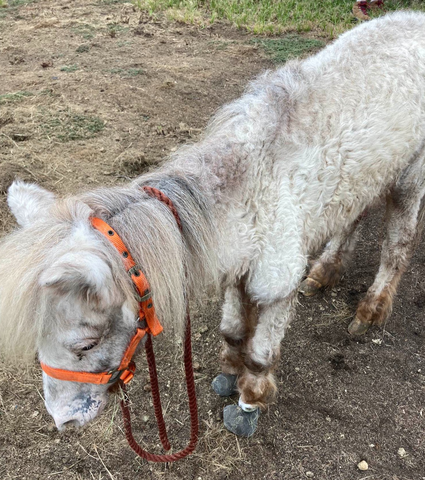 4 mini horses rescued by Houston SPCA from Austin County