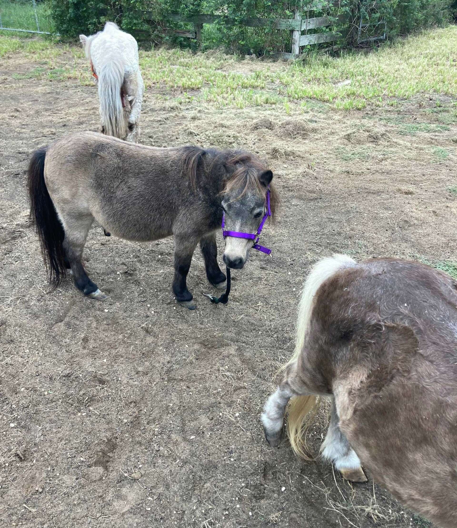 4 mini horses rescued by Houston SPCA from Austin County