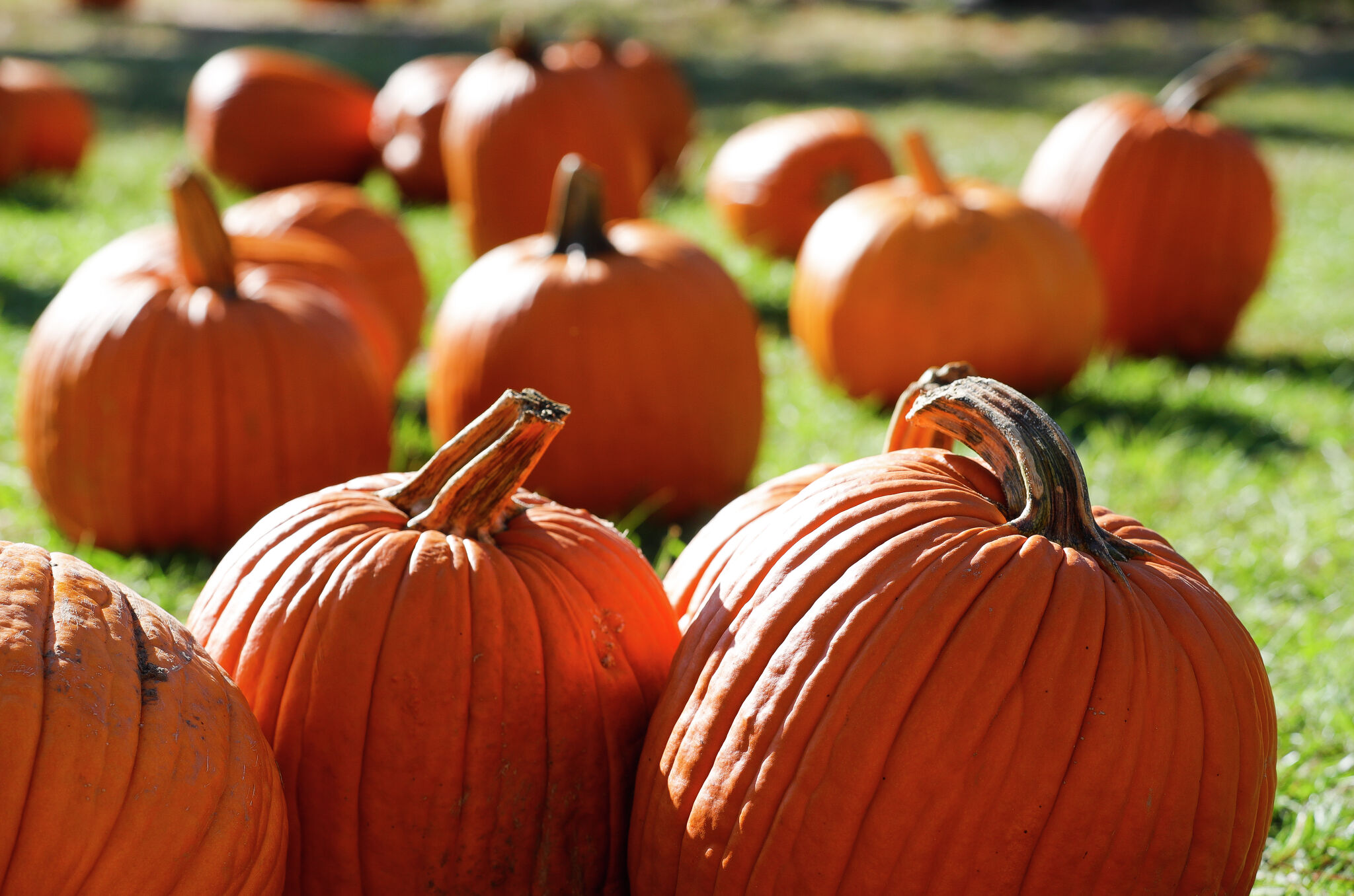 Montgomery County pumpkin patches to visit this month