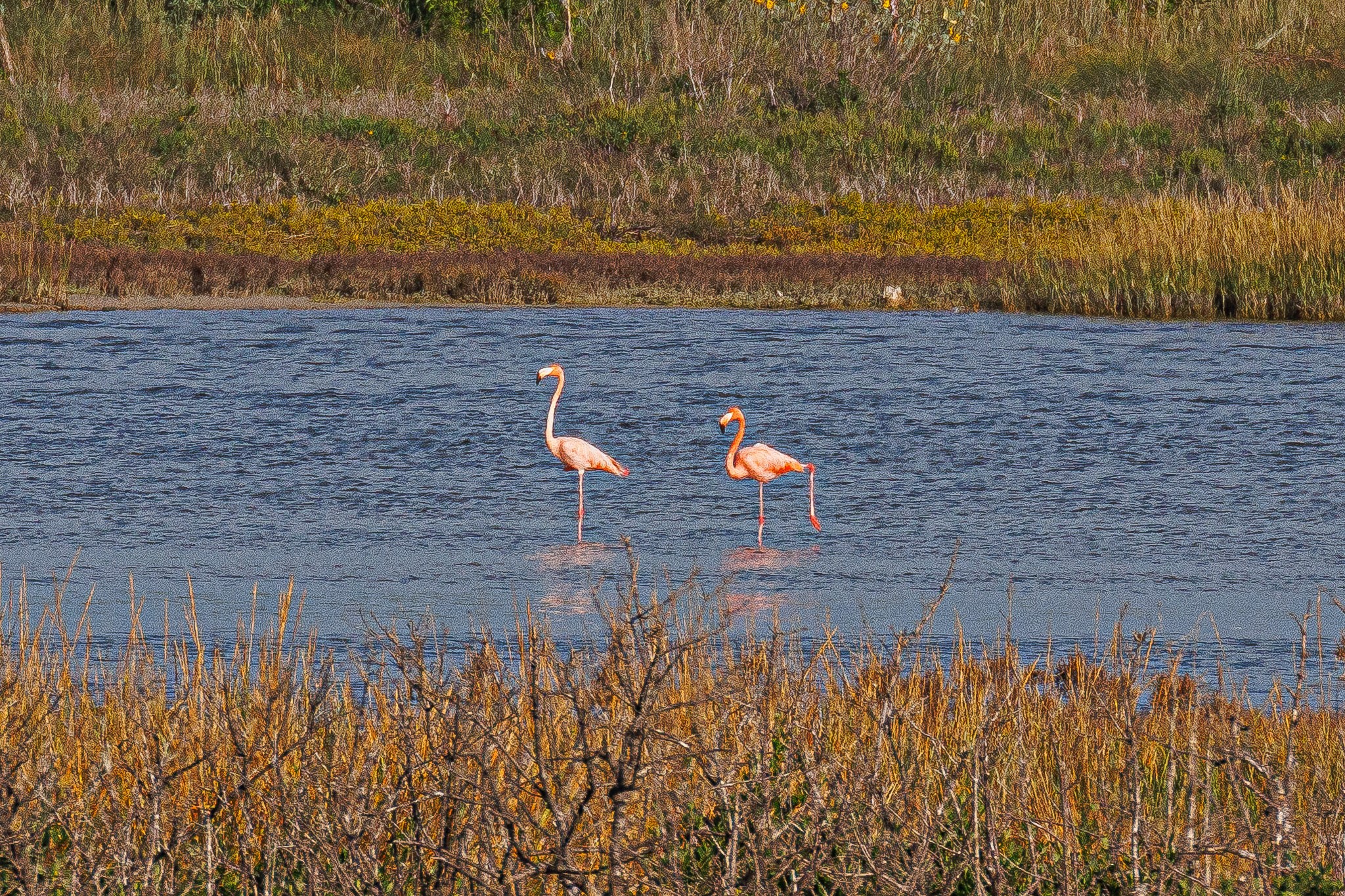 Flamingos are still in Texas 2 months after Hurricane Idalia