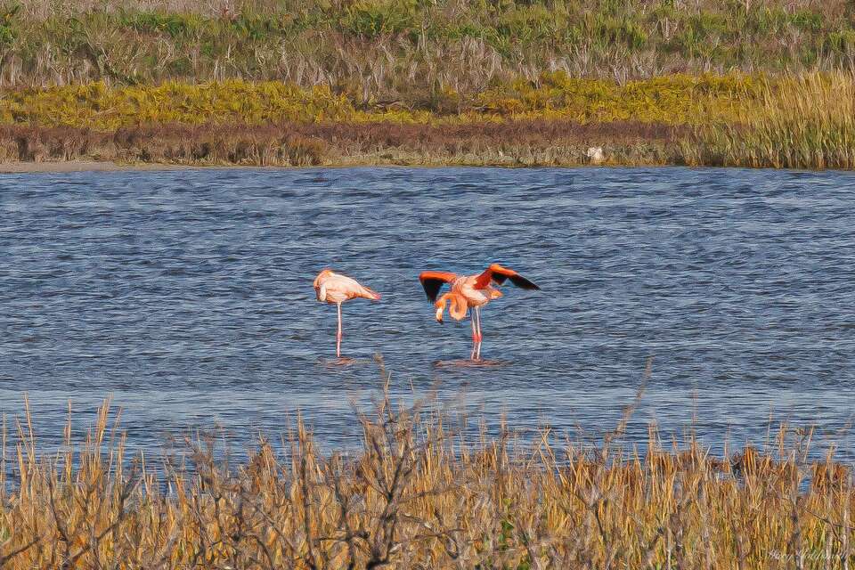 Flamingos are still in Texas 2 months after Hurricane Idalia