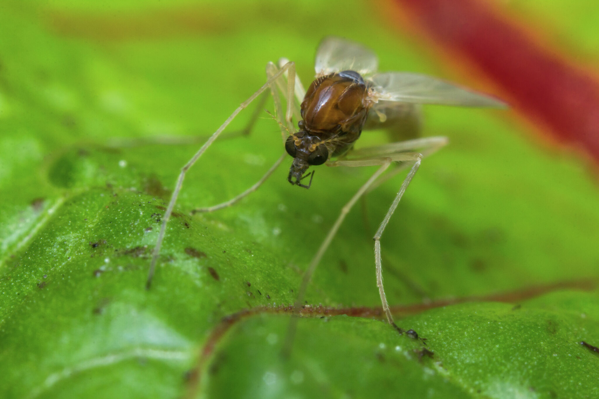 A flesh-eating parasite may now be 'endemic' in Texas, the CDC says