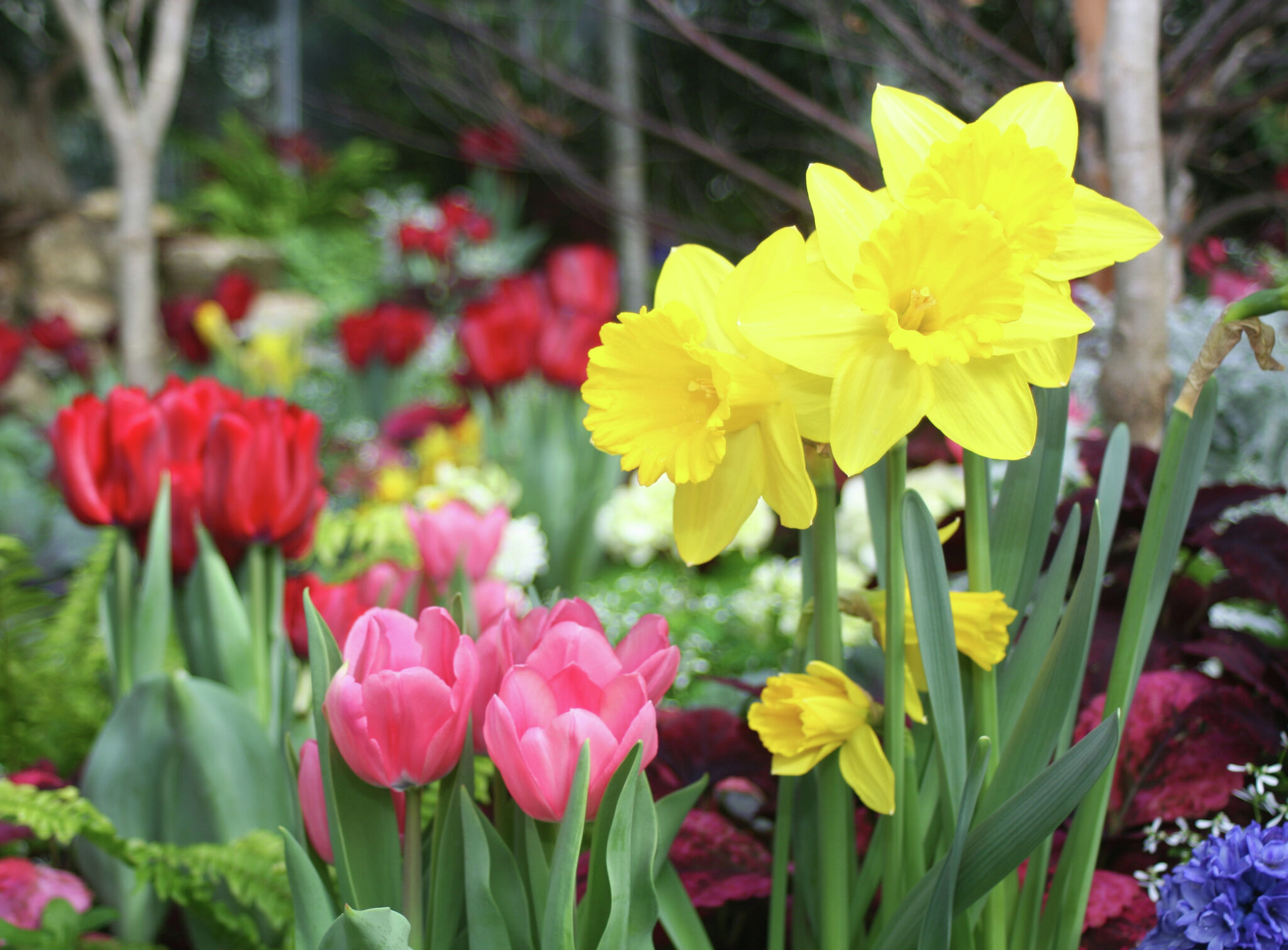 15 Best Bulbs to Plant This Fall for Beautiful Spring Blooms