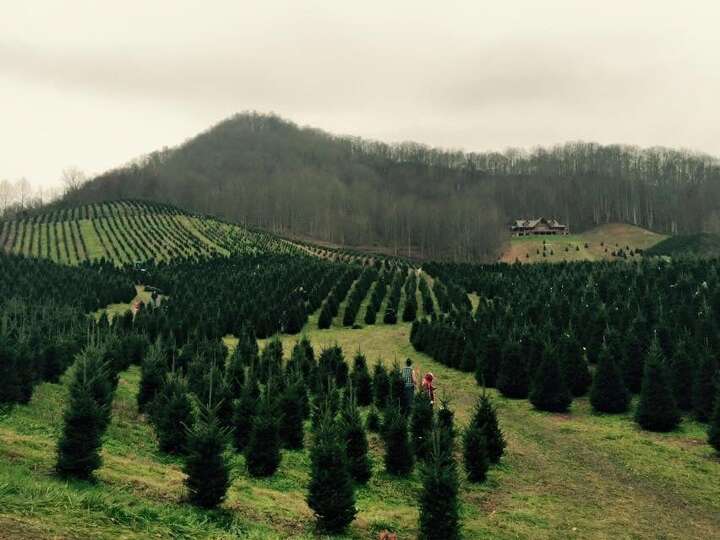 The Best Christmas Tree Farms to Visit This Holiday Season