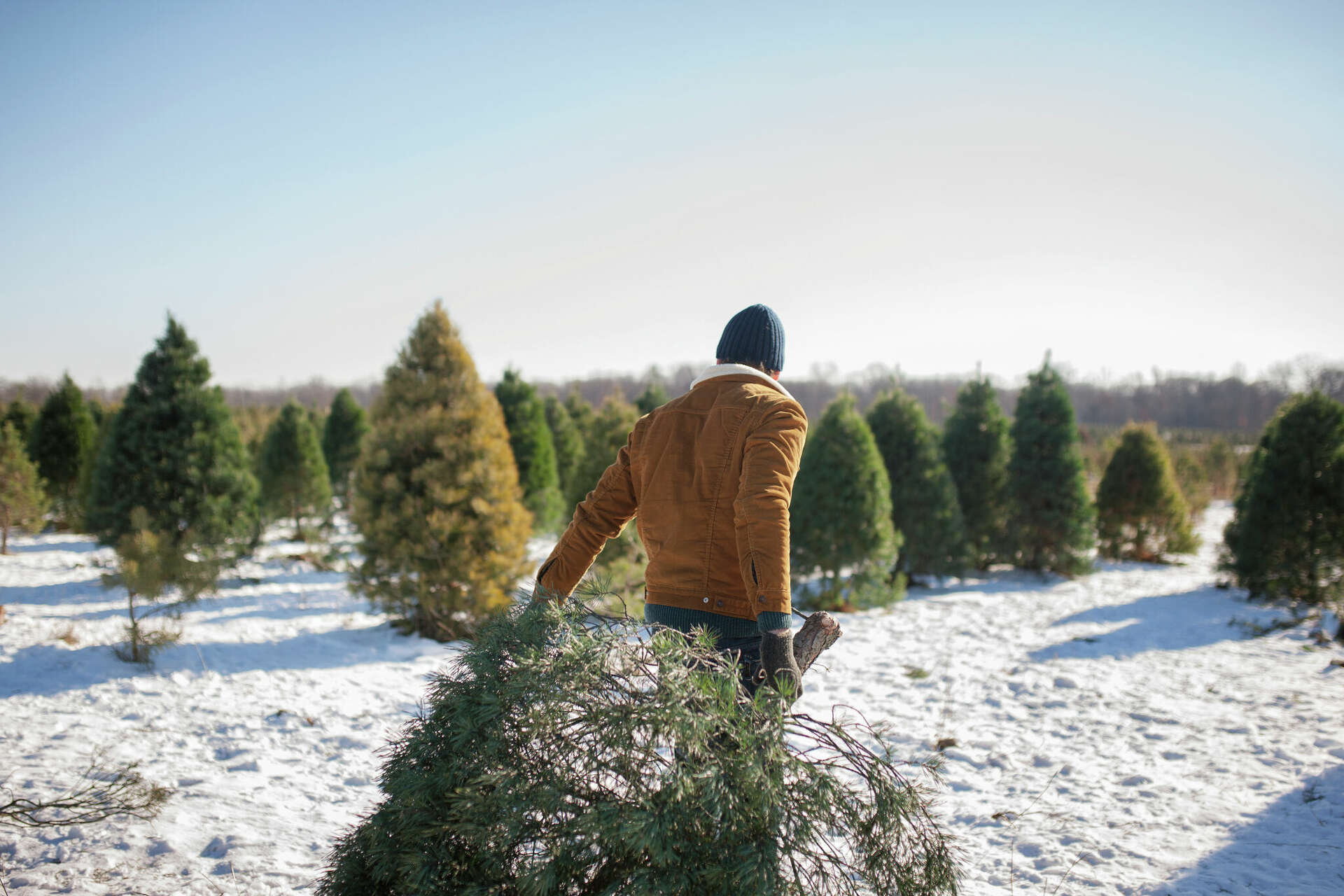 The Best Christmas Tree Farms to Visit This Holiday Season