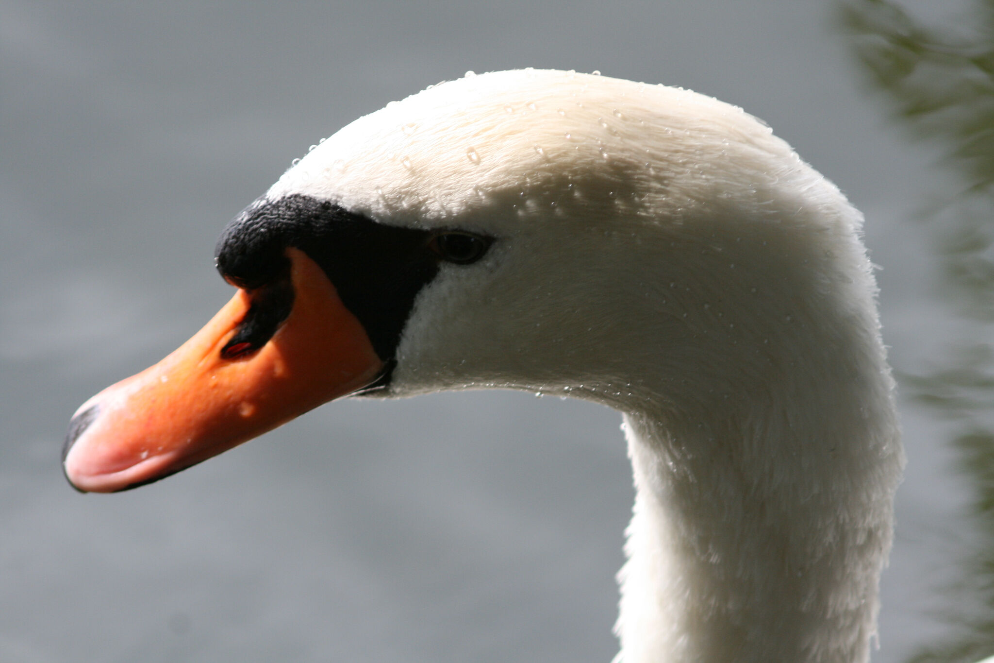 Highly pathogenic avian flu detected on Texas coast