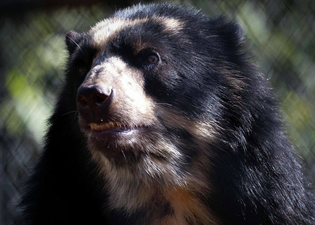 Connecticut's Beardsley Zoo welcomes second Andean Bear
