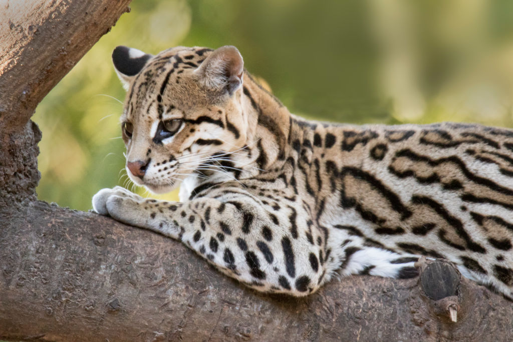South Texas ocelot comeback? Scientists urge caution.