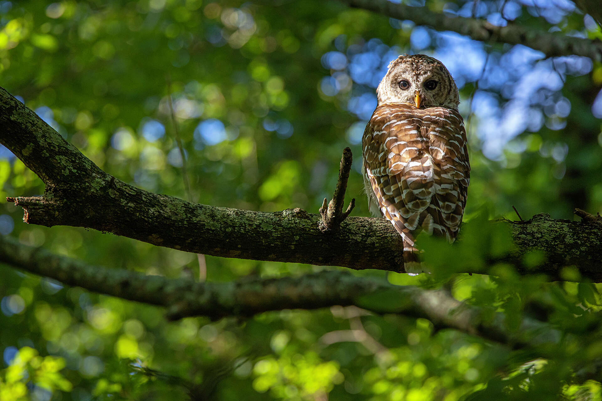 Owls are stealthy nocturnal predators — perfect Halloween visitors