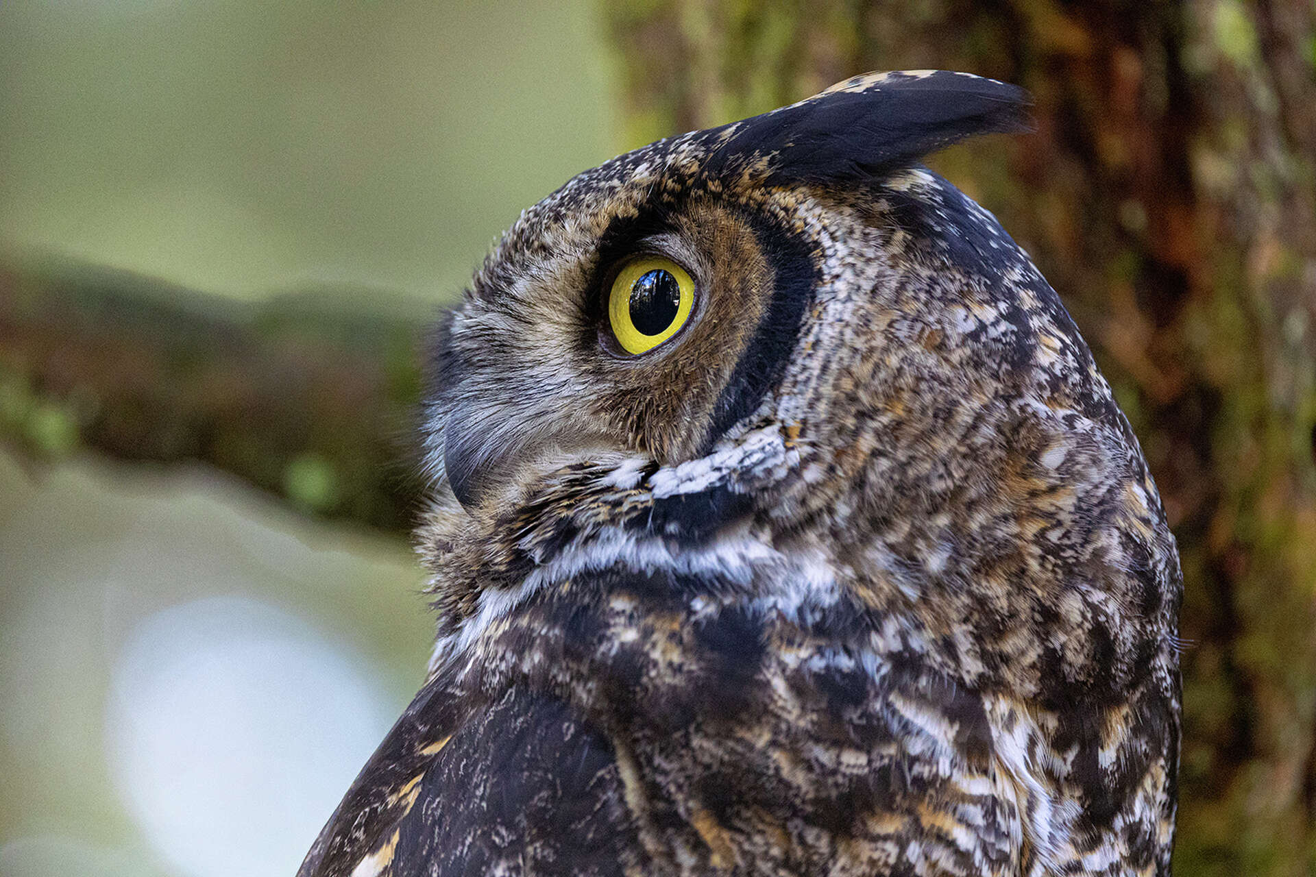 Owls are stealthy nocturnal predators — perfect Halloween visitors