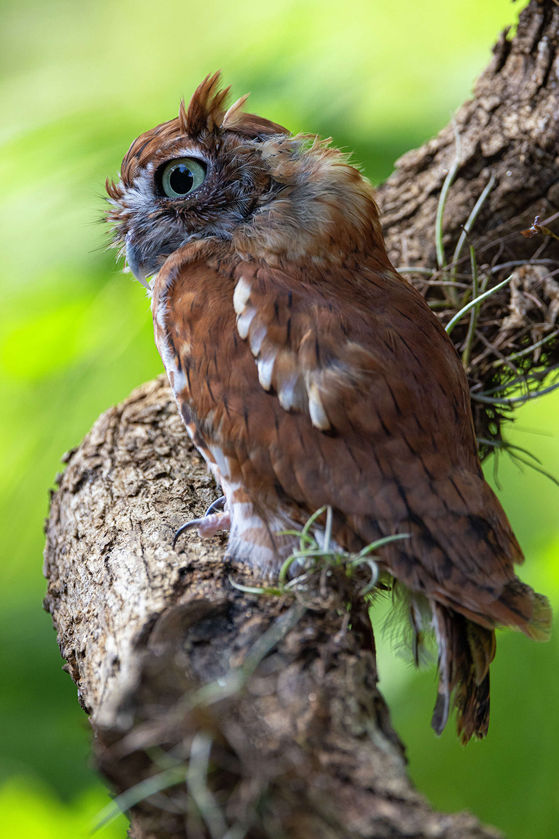 Owls are stealthy nocturnal predators — perfect Halloween visitors