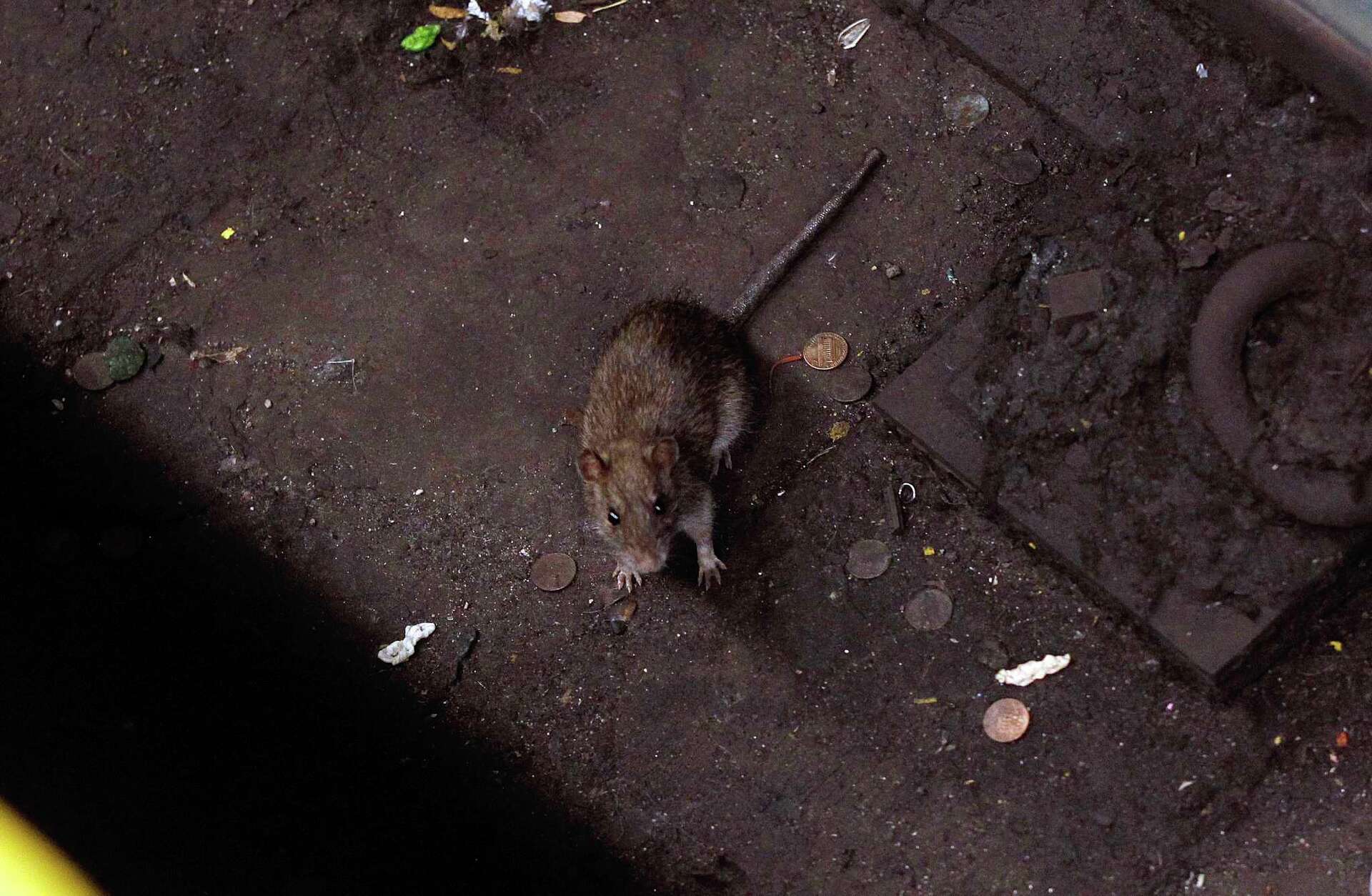 Houston ranks among top 20 U.S. cities with most rats