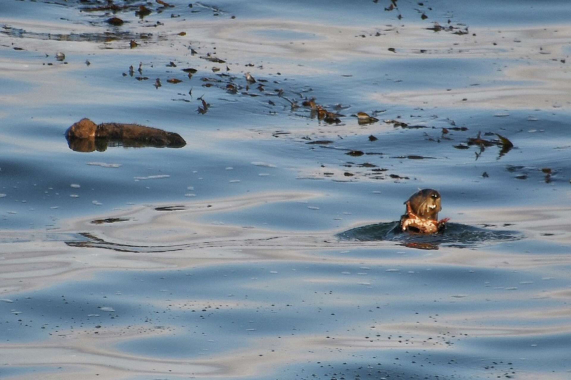 A twist in the saga of California's famous Otter 841