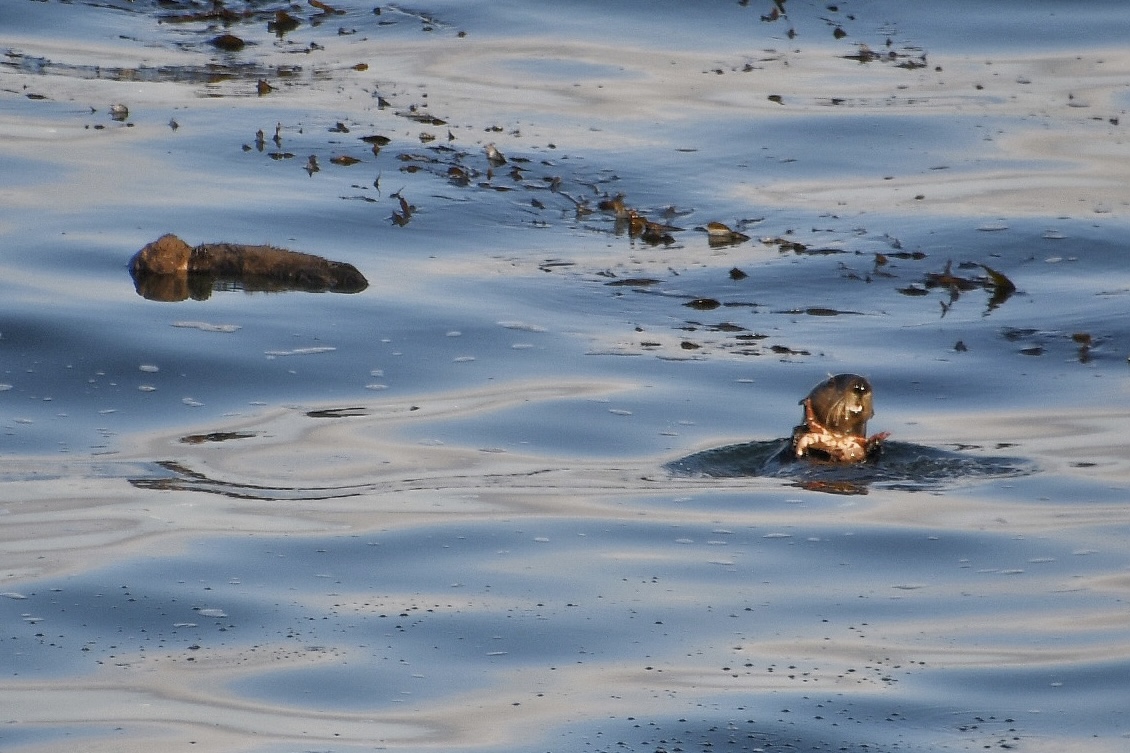 A twist in the saga of California's famous Otter 841