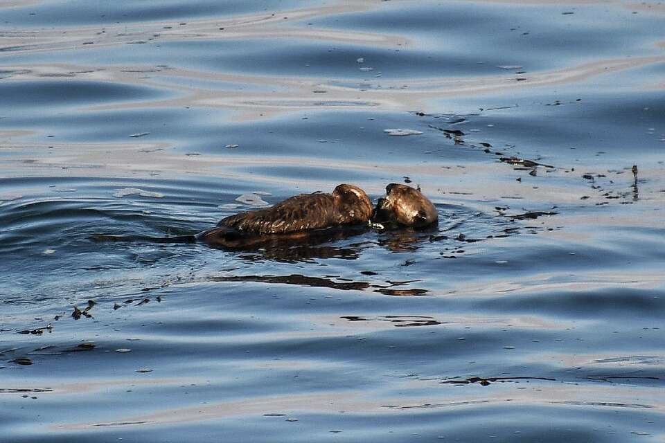 A twist in the saga of California's famous Otter 841