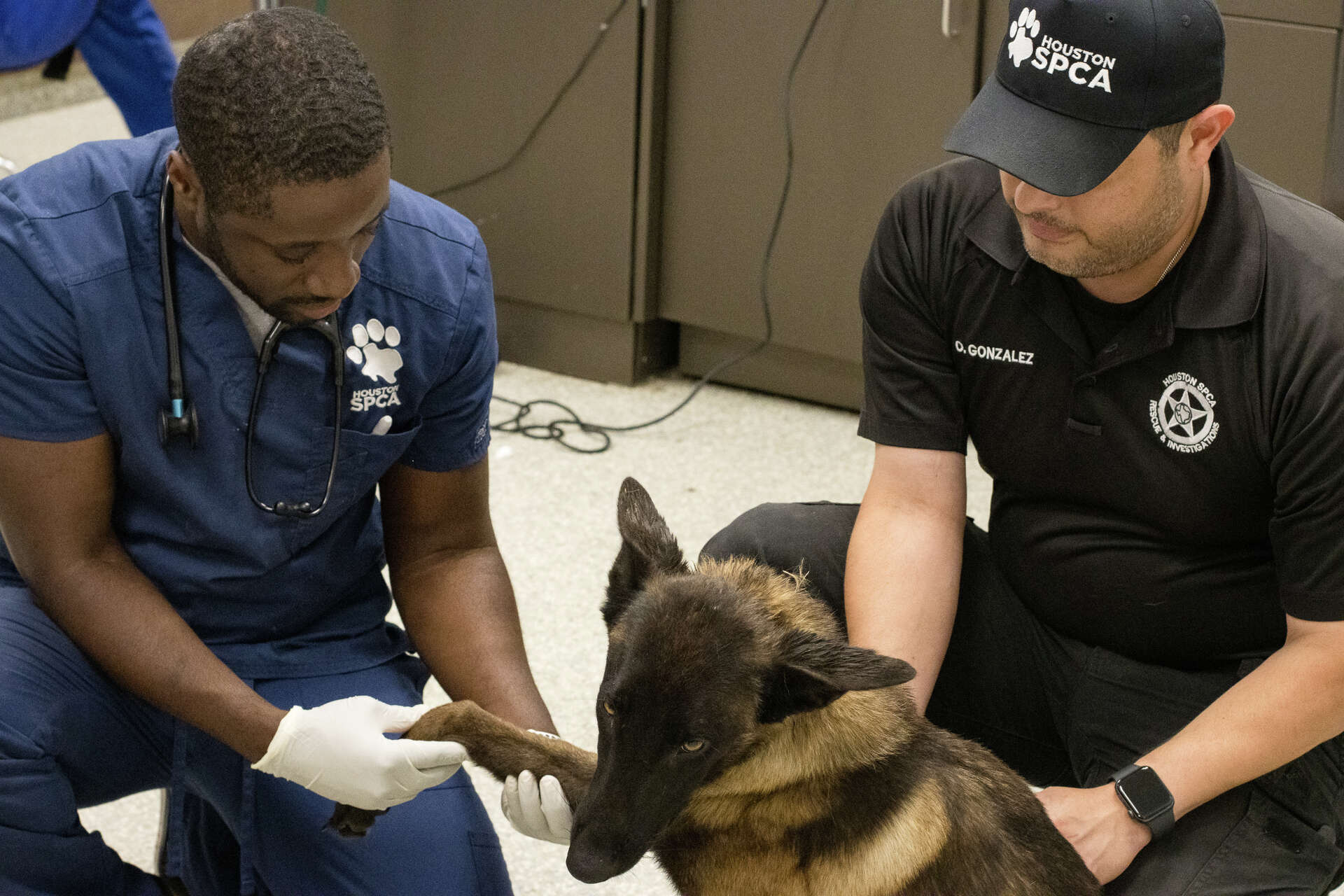 Katy dog rescued after owner beats pet with weights