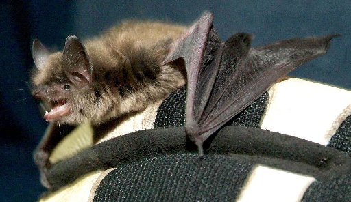 Some good news about Connecticut's bat population for Bat Week