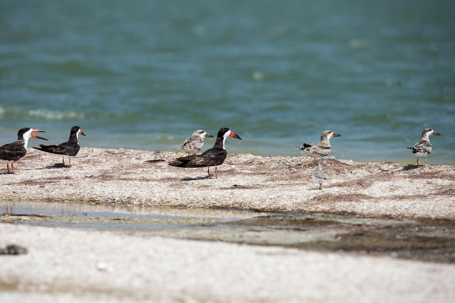 Spring Break 2024: Texas' beach scene offers multiple options