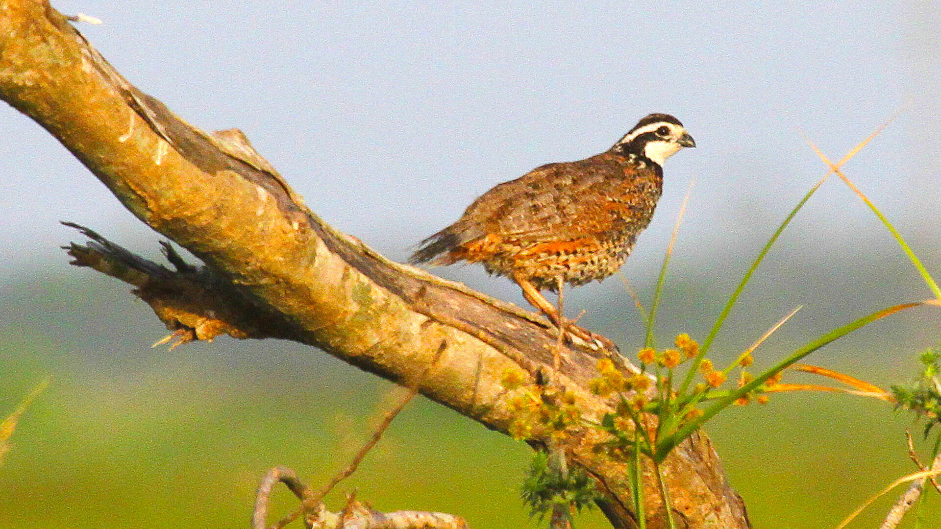 Quail hunting season: New survey shows strong Texas quail population