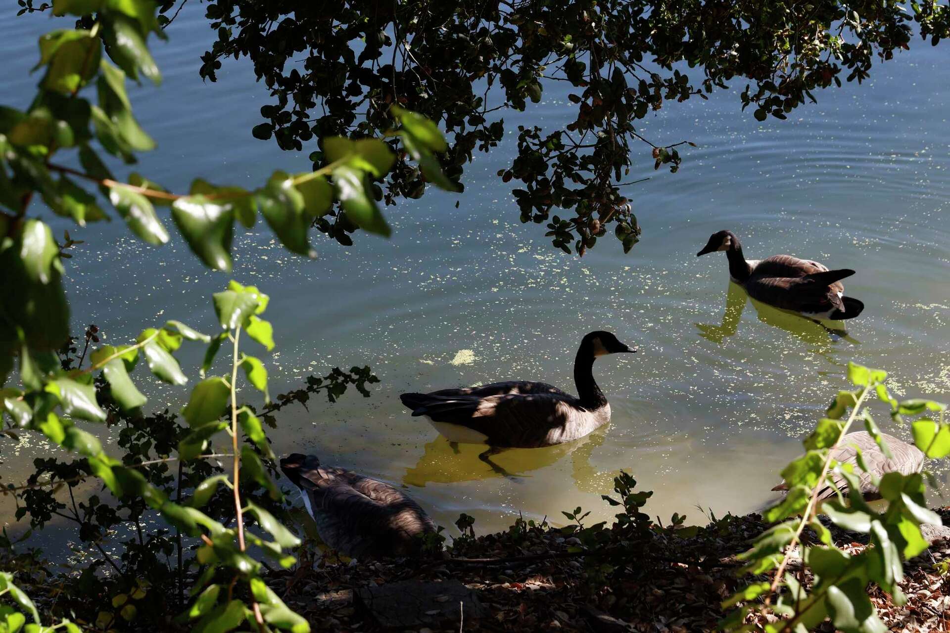 Why Bay Area groundwater rebounded faster than elsewhere in California