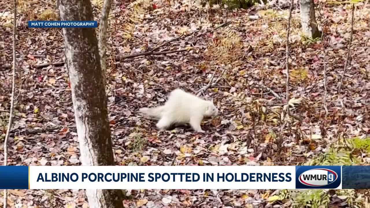 Rare albino porcupine waddles through New Hampshire woods