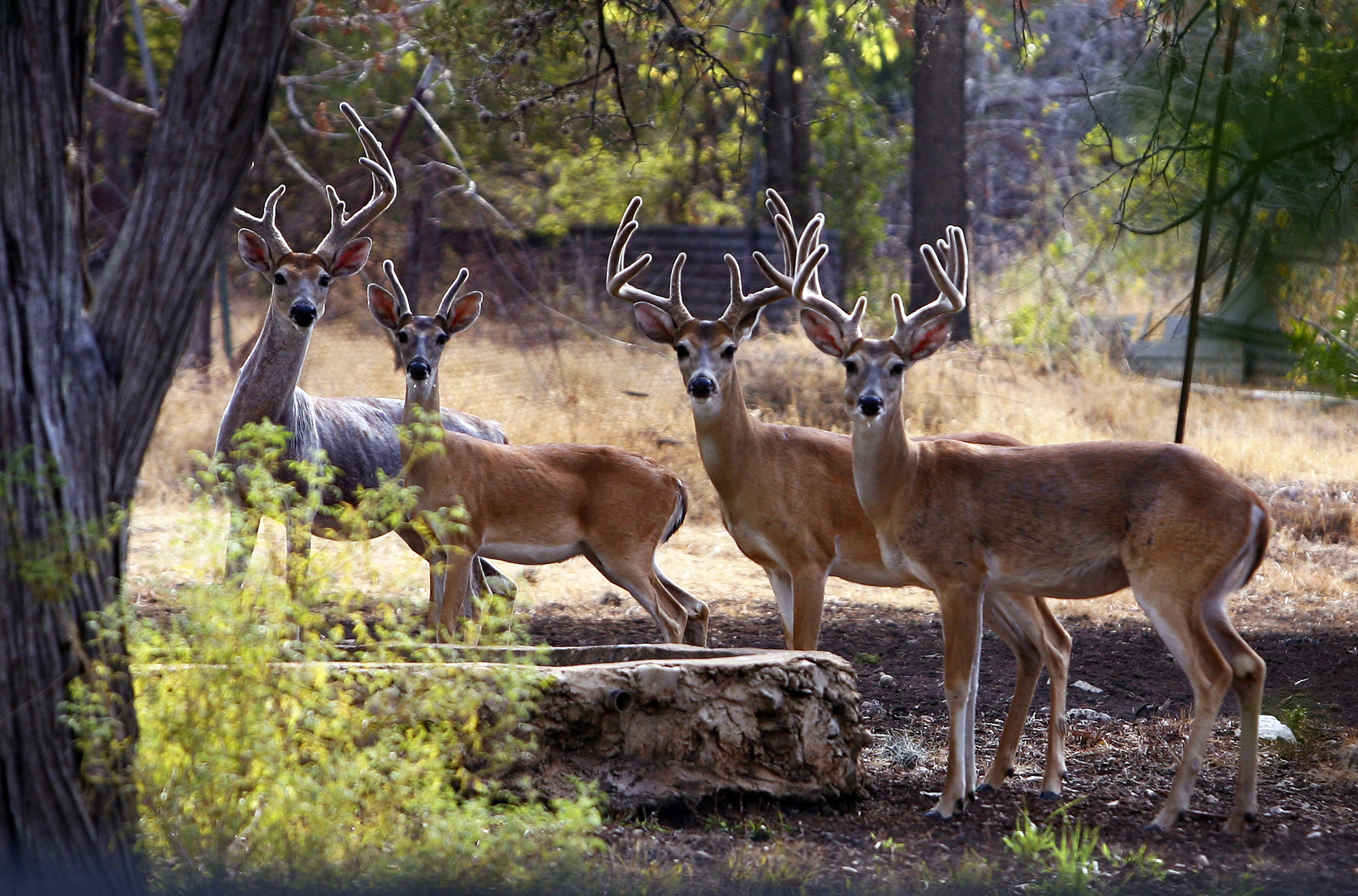 Readers discuss the best way to respond to an abundant deer population