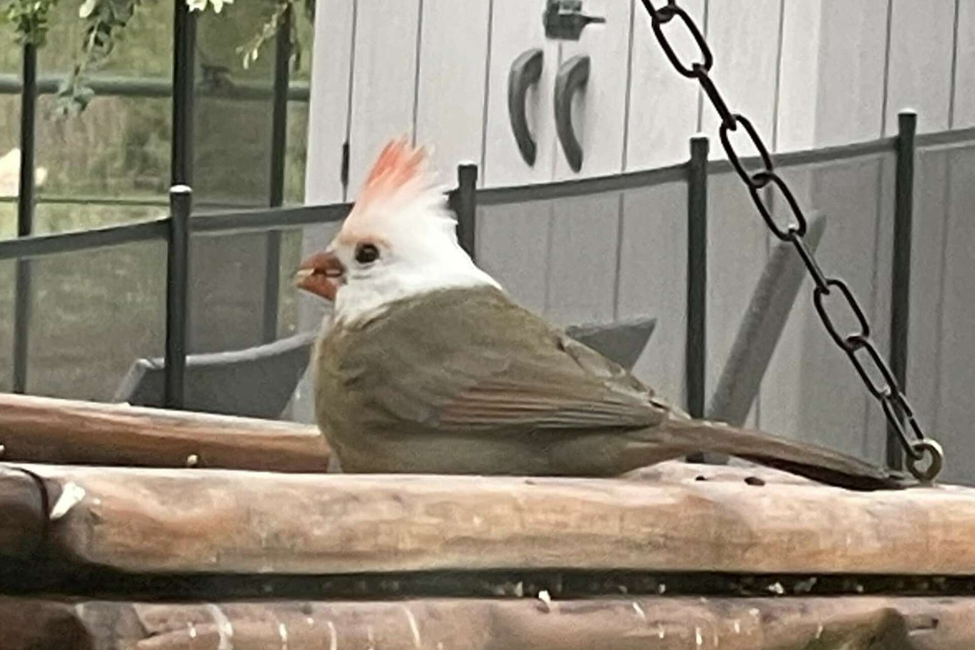Cute cardinal with rare plumage spotted in Texas Hill Country