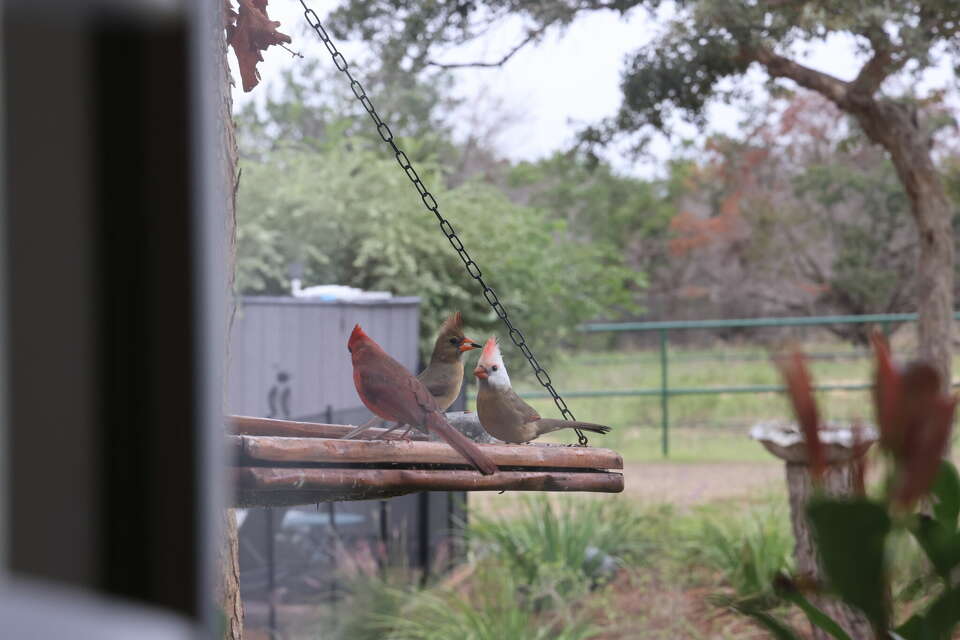Cute cardinal with rare plumage spotted in Texas Hill Country