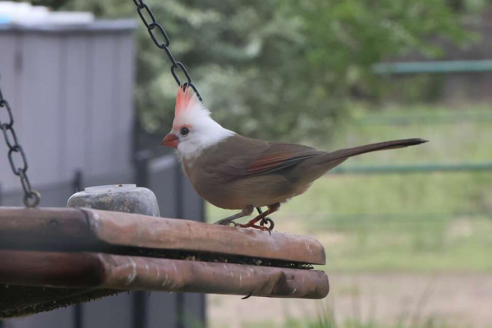 Cute cardinal with rare plumage spotted in Texas Hill Country