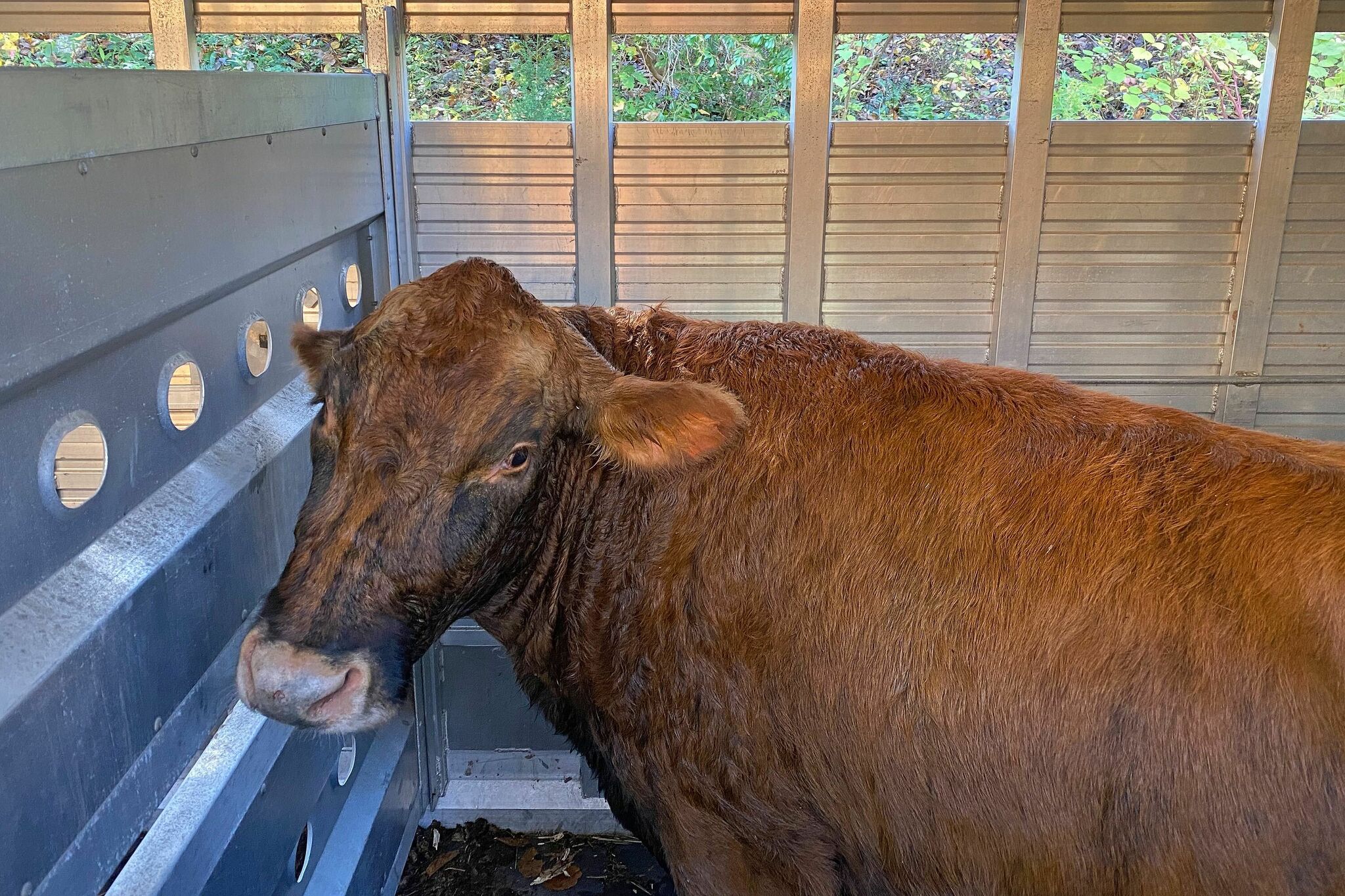 Missing cow took three days to rescue near Middletown brook