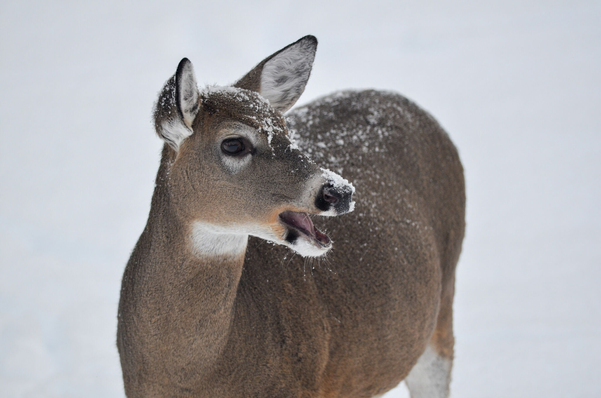 Michigan's 1st chronic wasting disease-positive deer in Ogemaw County