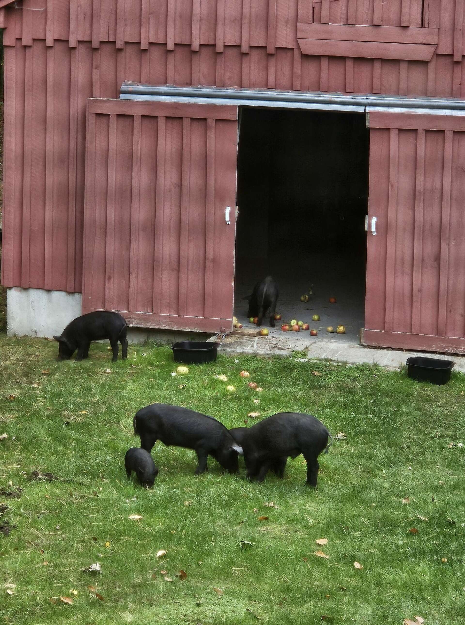 Residents of small CT town say roving pigs are tearing up lawns