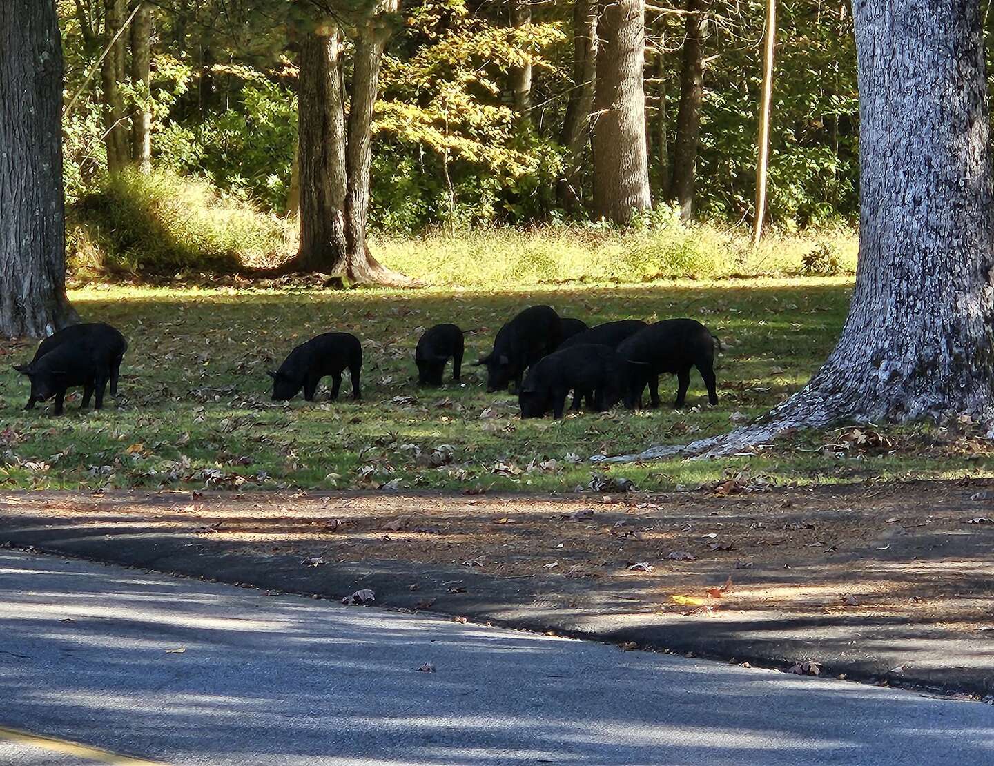 Residents of small CT town say roving pigs are tearing up lawns