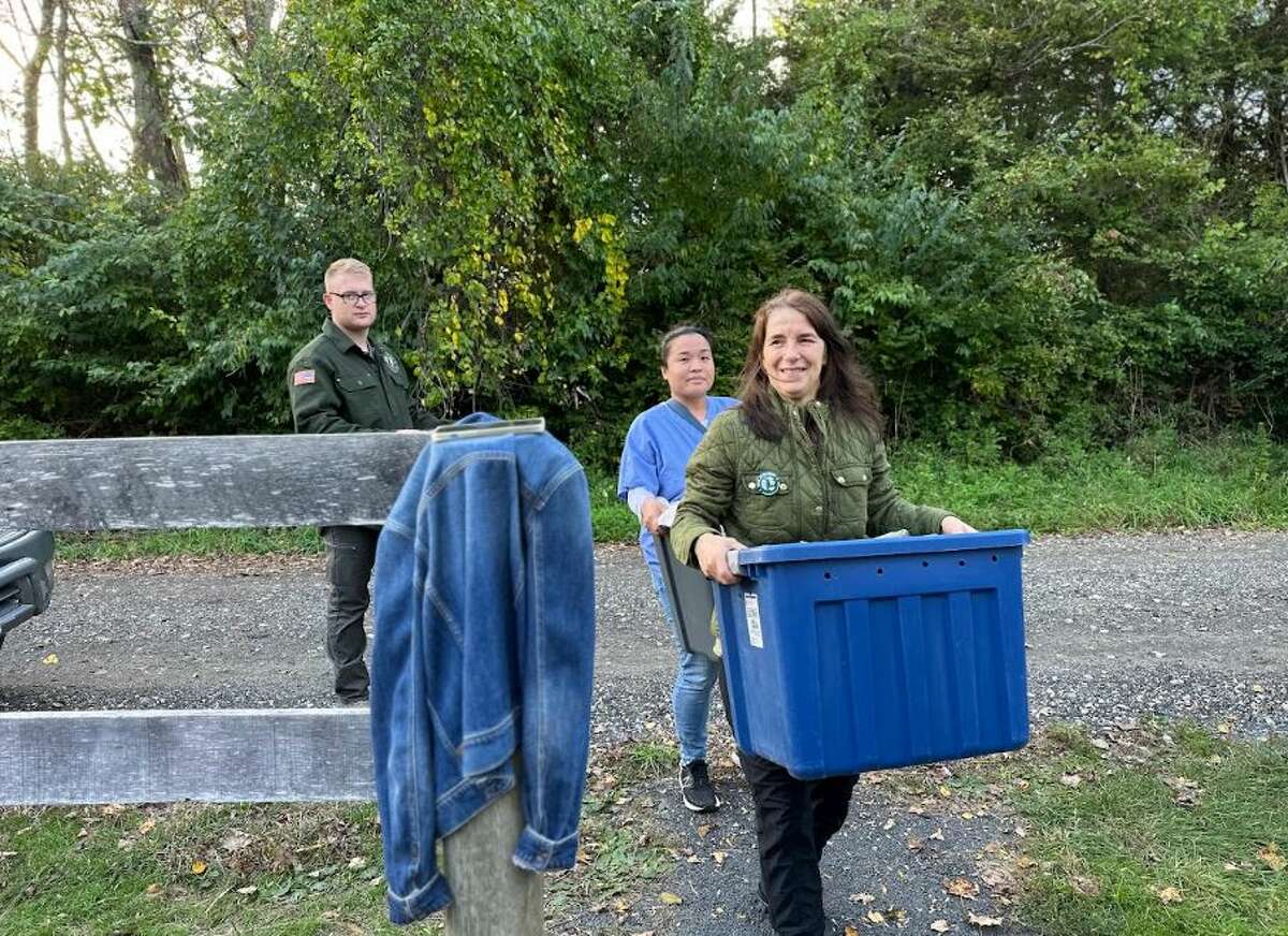 Wilton Land Trust hosts release of 3 rehabilitated hawks into the wild