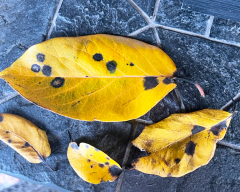 North Texas hiker struck by beauty of 'toothache tree'