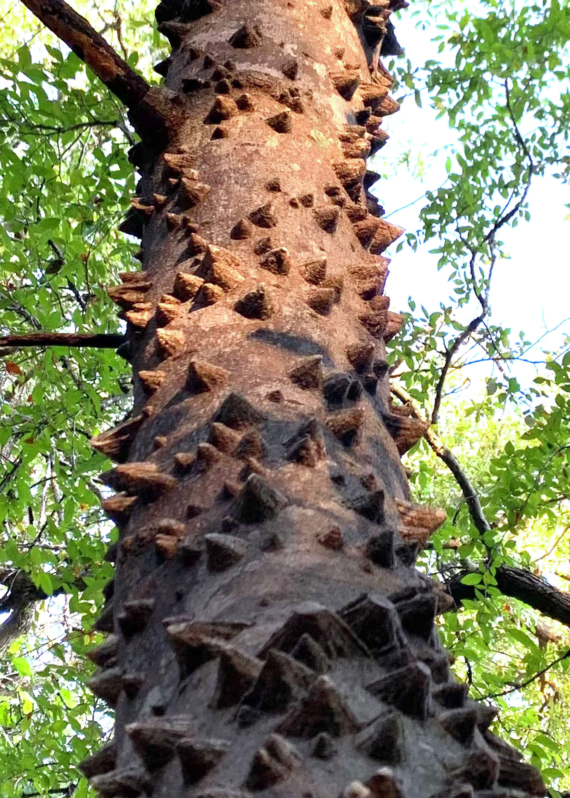 North Texas hiker struck by beauty of 'toothache tree'