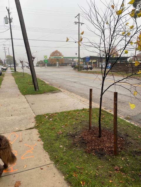 Frankfort Tree Board receives $3,000 grant to plant trees