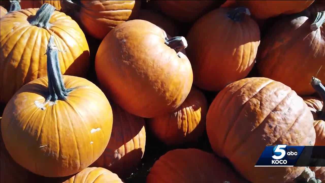 What should you do with pumpkins now that Halloween is over? Here are ...