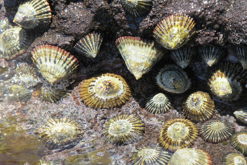 The dangerous pursuit of Hawaii's 'fish of death'