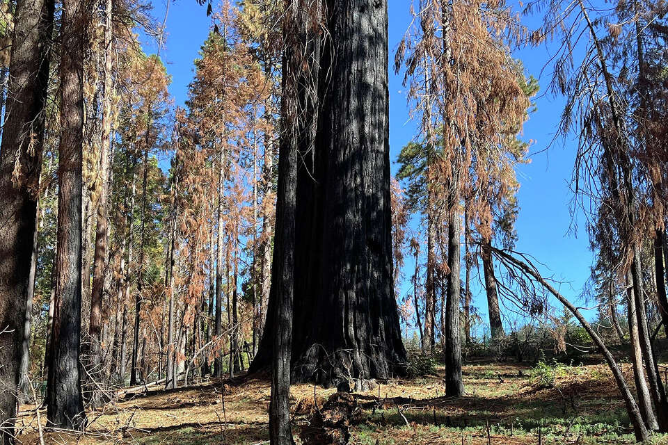 California's famed 'Orphans' have survived after all