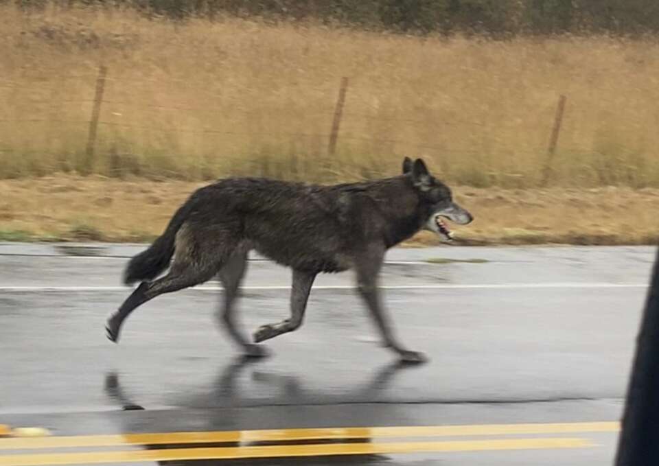 Details emerge on pack of 'wolf-type' dogs on the move in NorCal