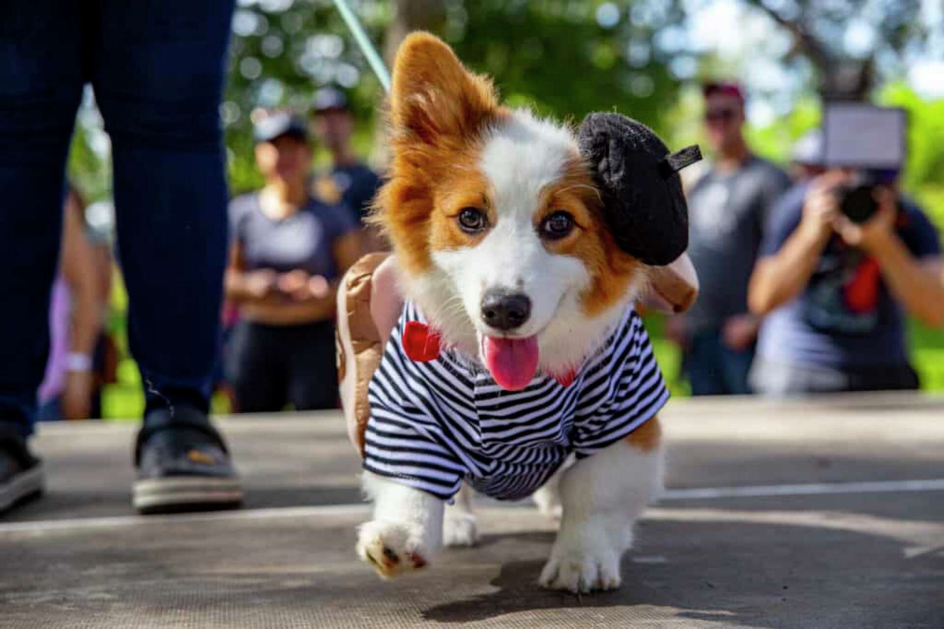 More than 1,000 Corgis coming to Katy for charity event this weekend