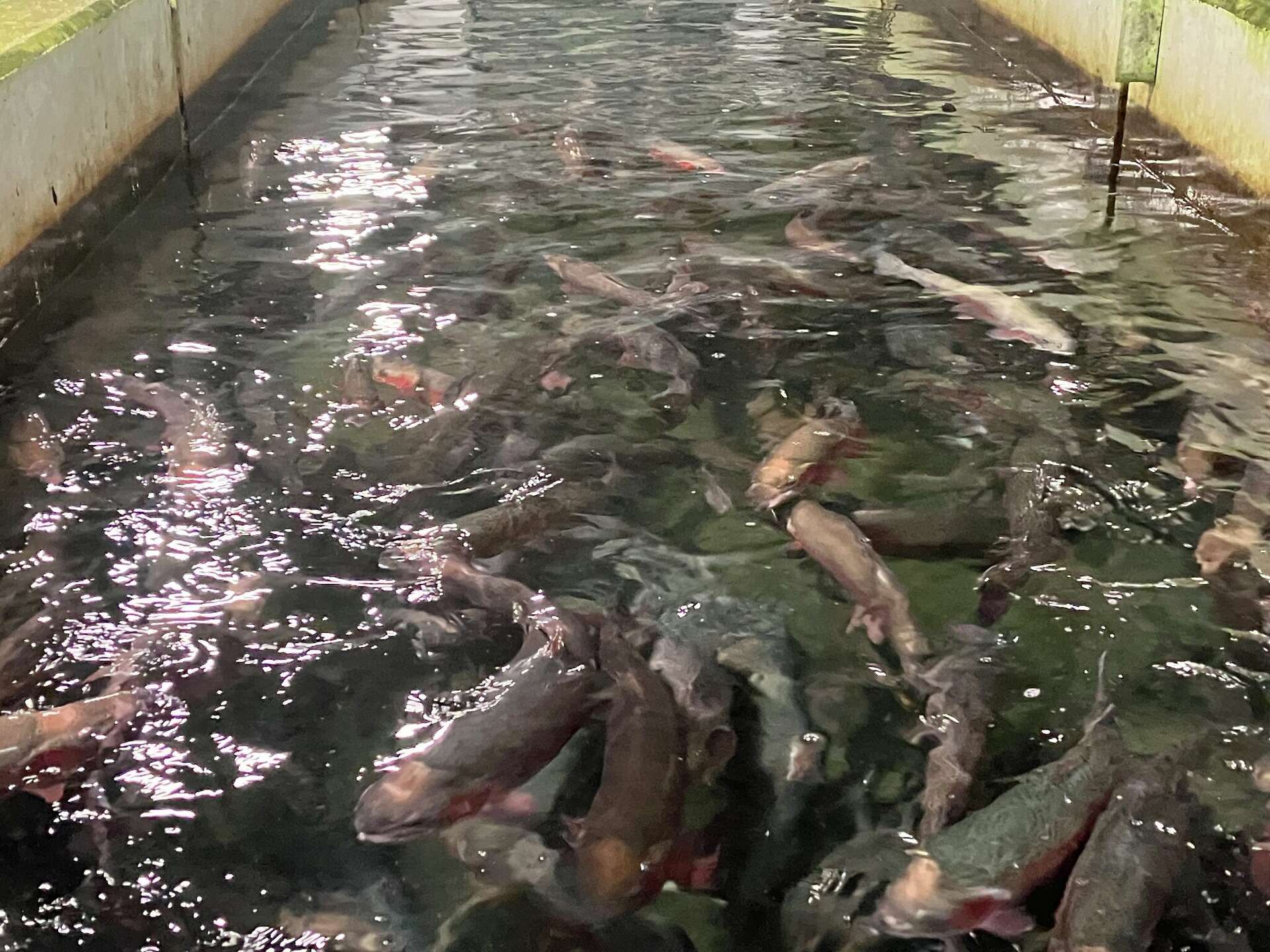 CT's trout stocking season is underway. Here's where to find them.