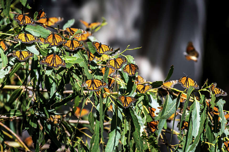 Huge clusters of monarch butterflies spotted in Central California