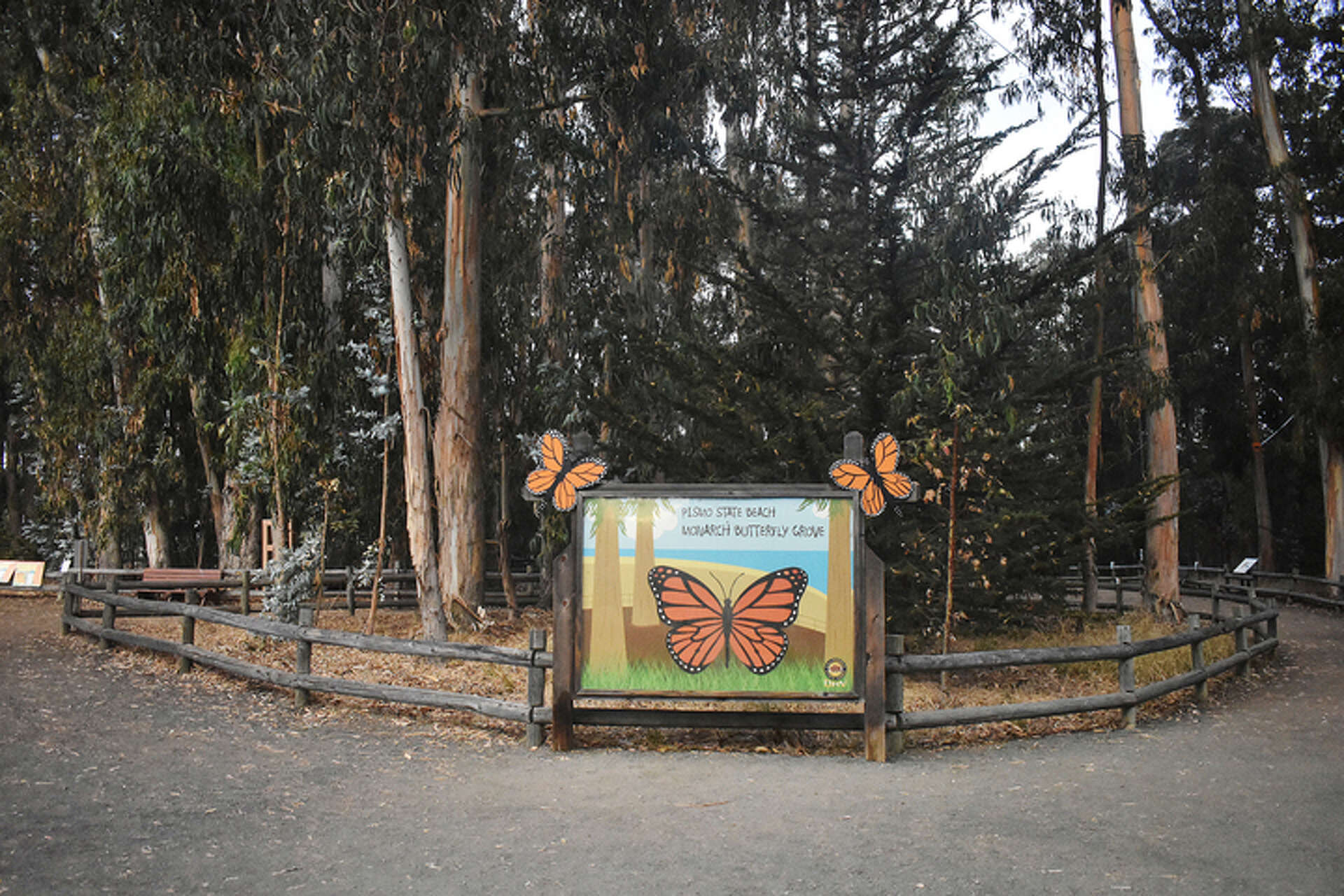 Huge clusters of monarch butterflies spotted in Central California